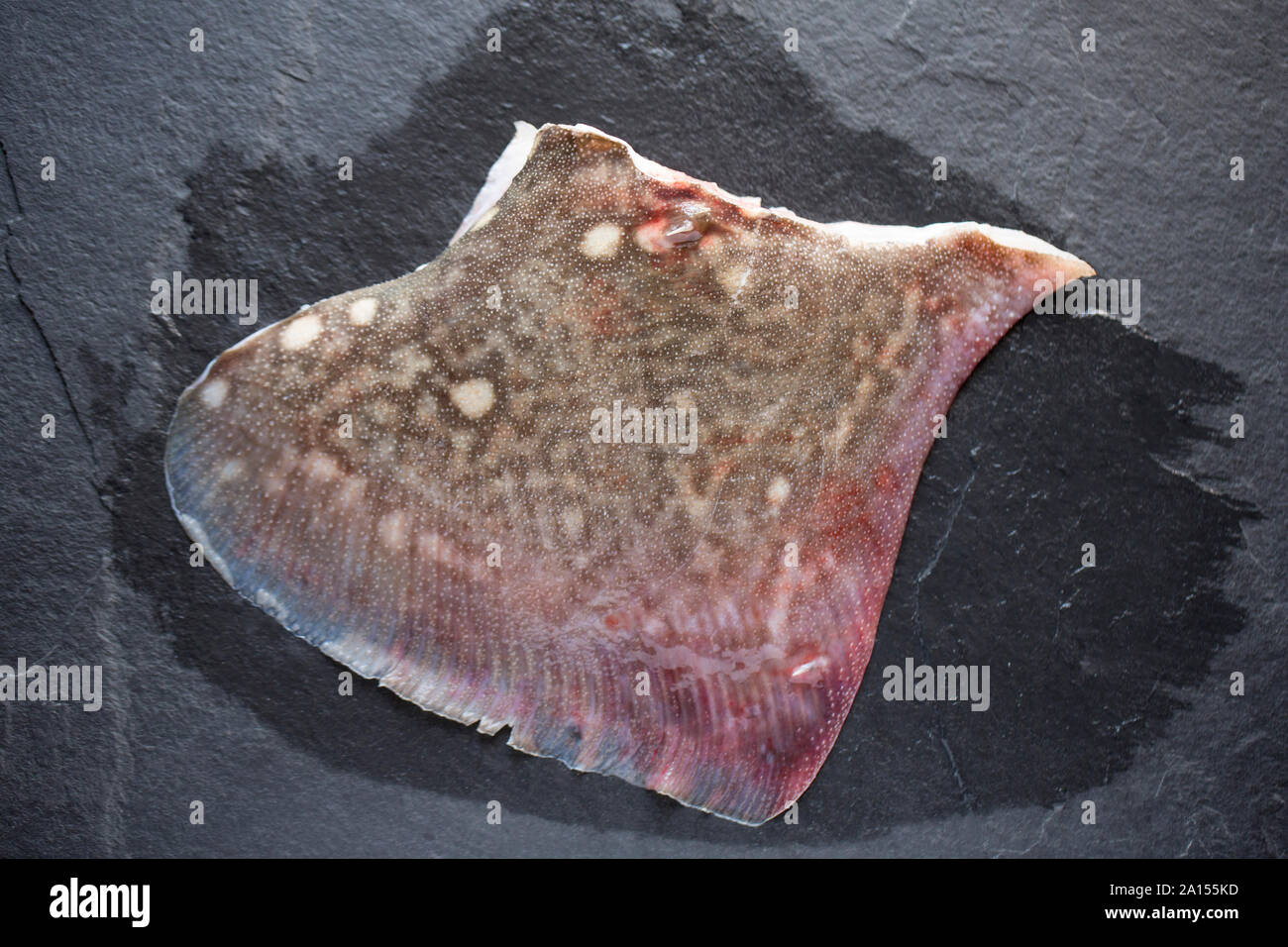 A raw, uncooked and unskinned ray wing from a thornback ray, Raja ...