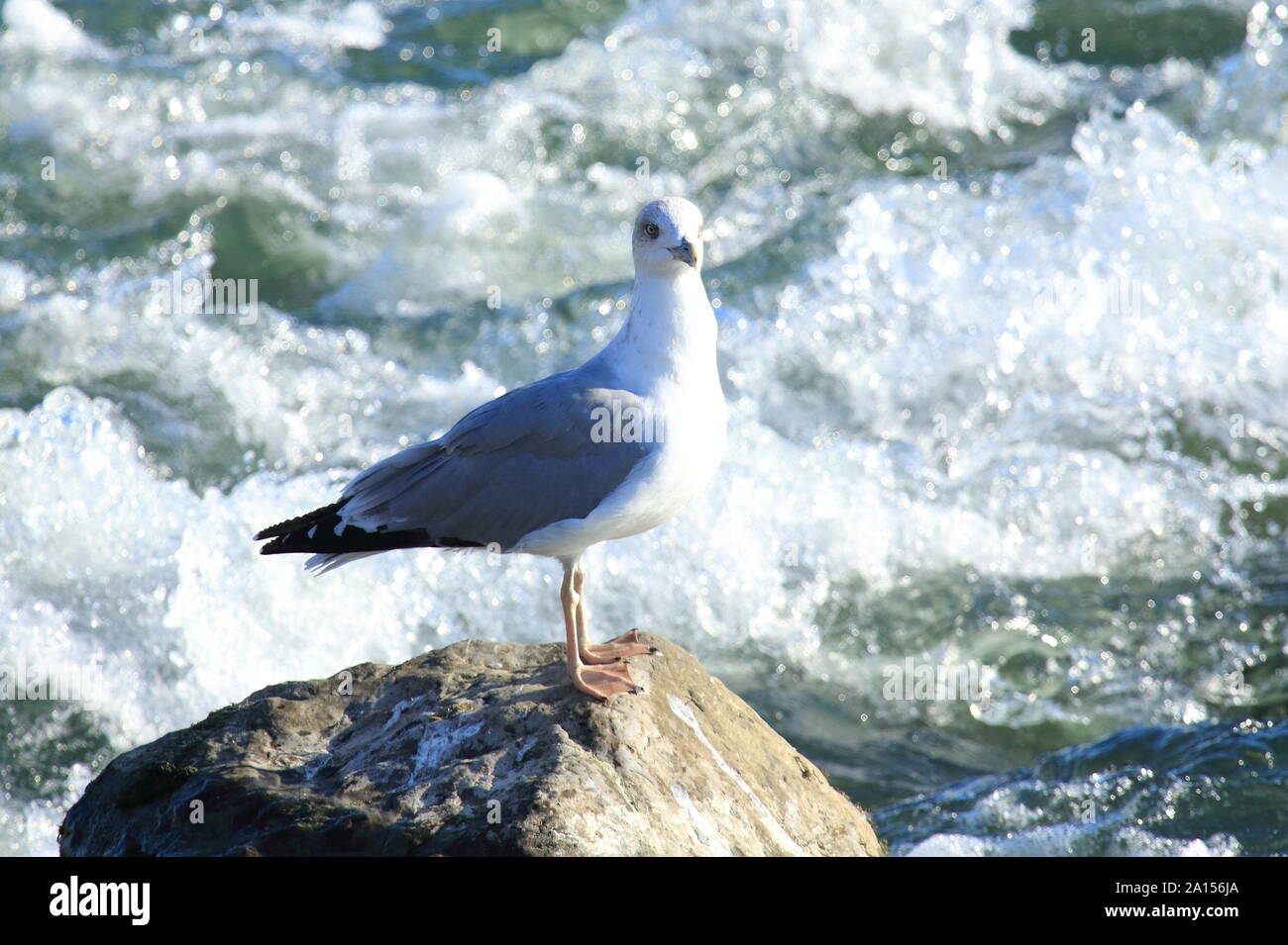Seagull on the rock in rough river Stock Photo - Alamy