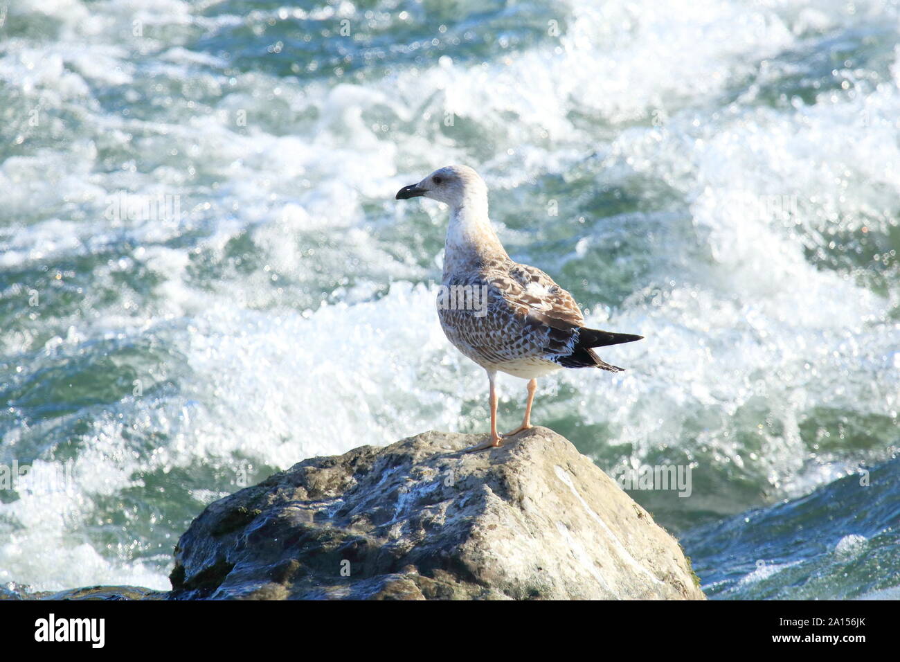Rough river and swim hi-res stock photography and images - Alamy