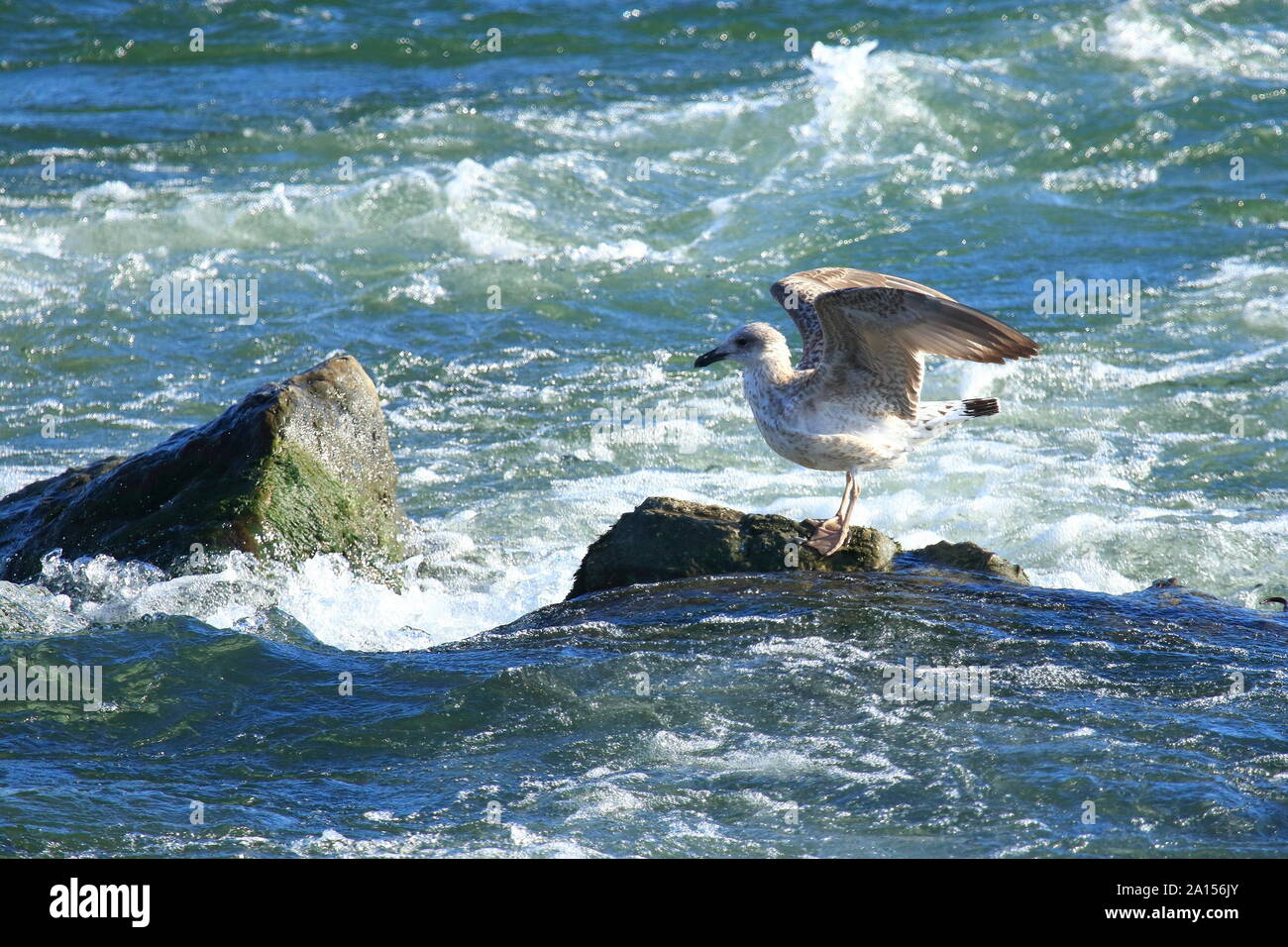 Seagull on the rock in rough river Stock Photo - Alamy