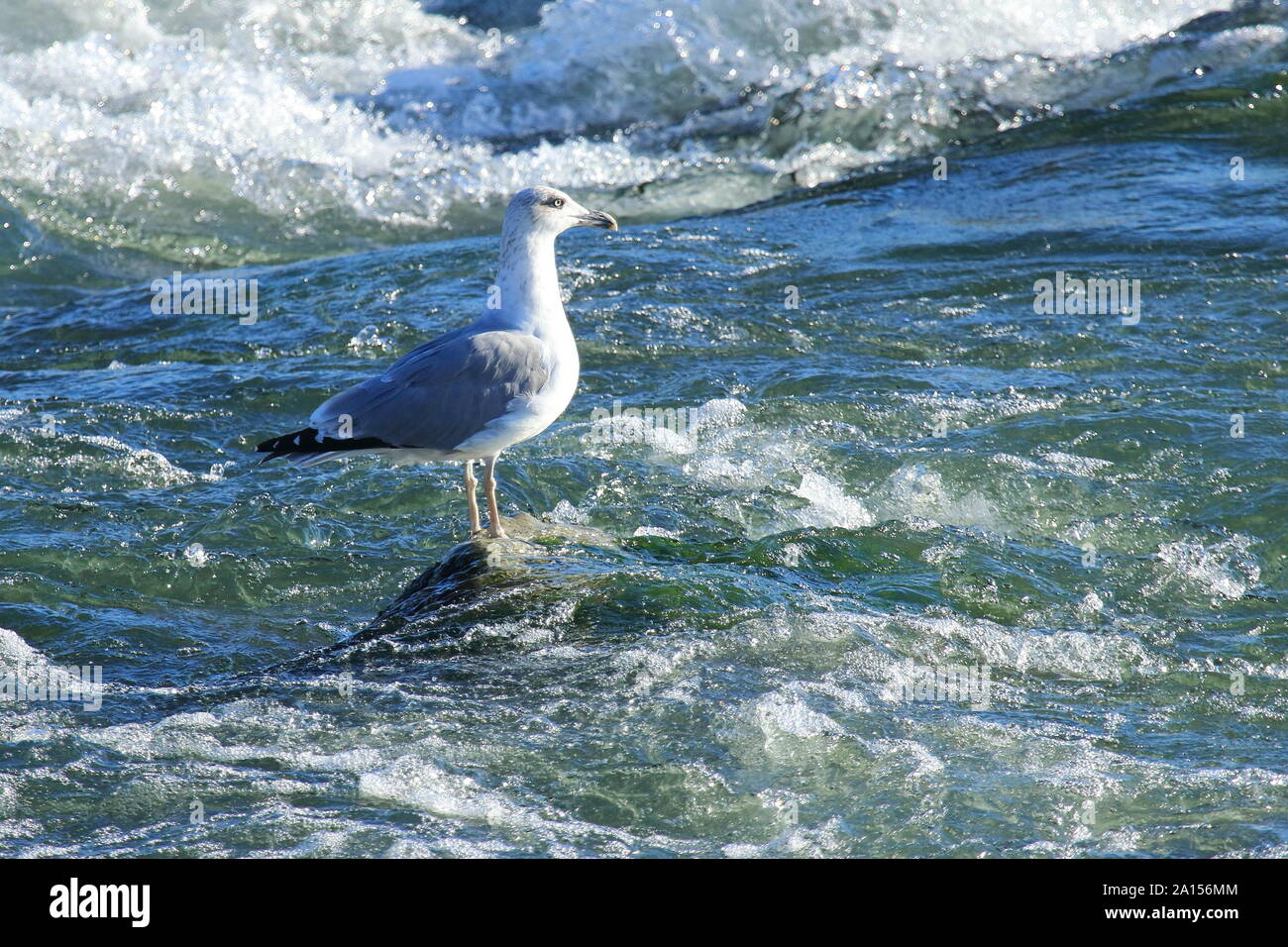 Seagull on the rock in rough river Stock Photo - Alamy