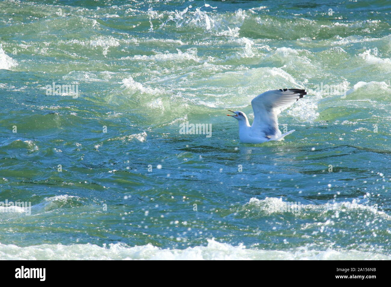 Seagull on the rock in rough river Stock Photo - Alamy