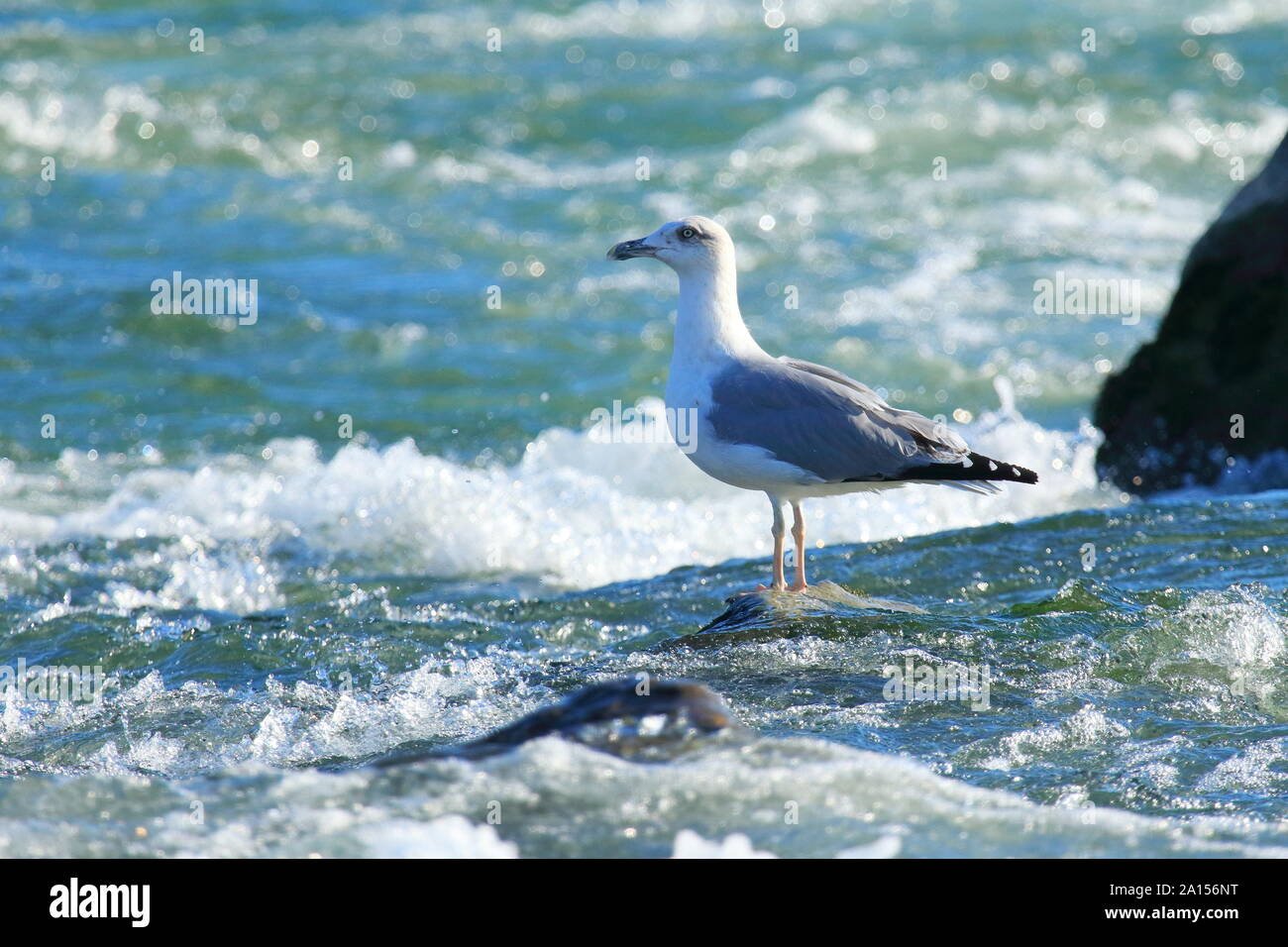 Seagull on the rock in rough river Stock Photo - Alamy