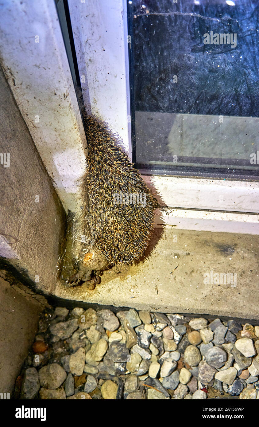 Road kill hedgehog hi-res stock photography and images - Alamy
