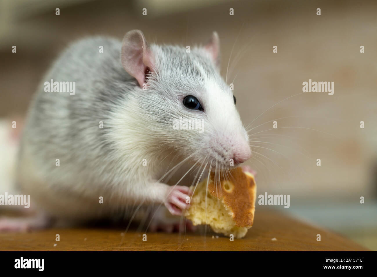 Lab rat , lab mouse, eating hi-res stock photography and images - Alamy