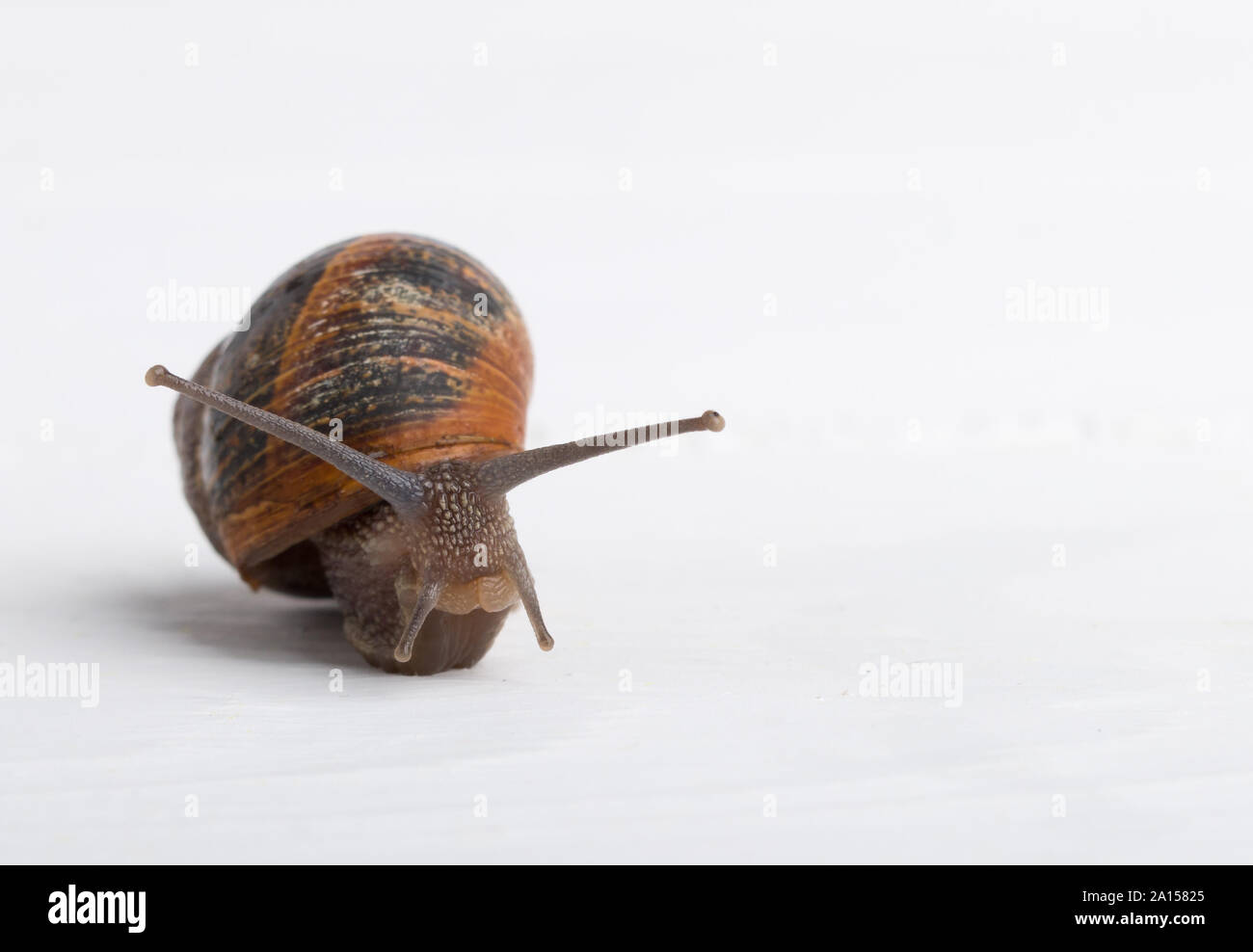 Escargot snail on a white background Stock Photo - Alamy
