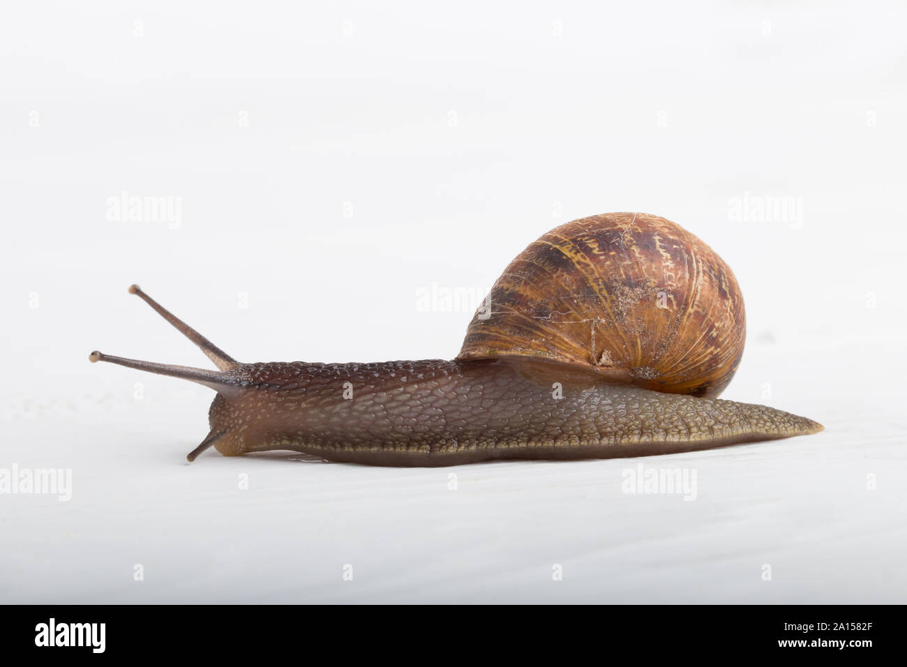 Escargot snail on a white background Stock Photo - Alamy