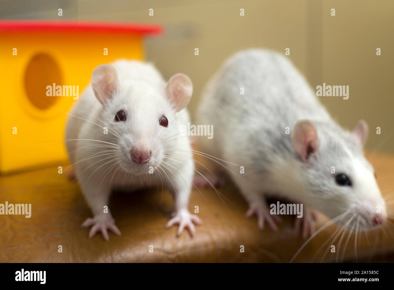 Two funny domestic pet rats and a toy house Stock Photo - Alamy