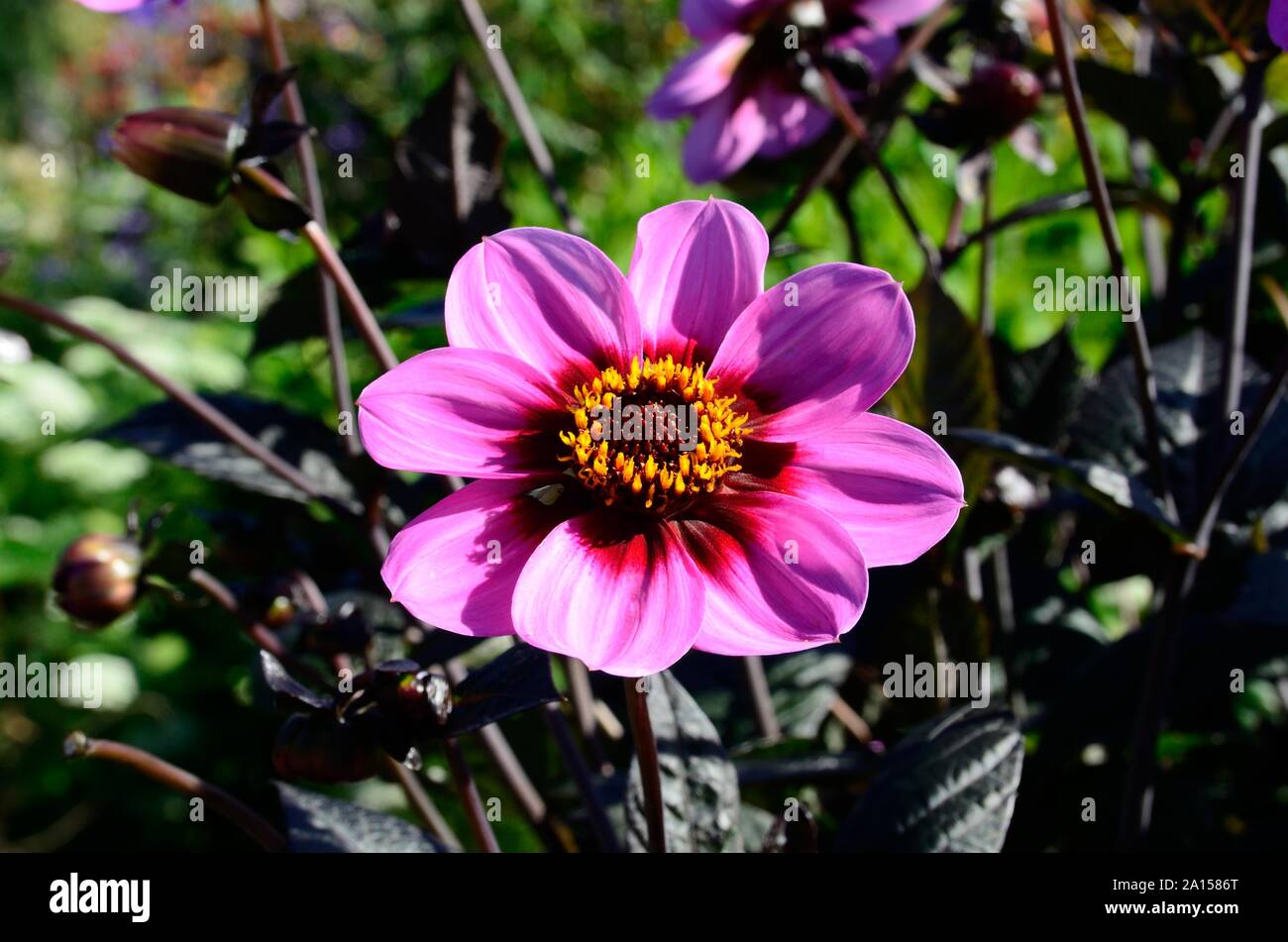 Dahlia happy single wink hi-res stock photography and images - Alamy