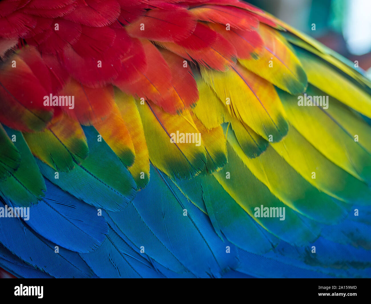 Background. Texture. Colorful feathers of Macaw parrots. The scarlet ...