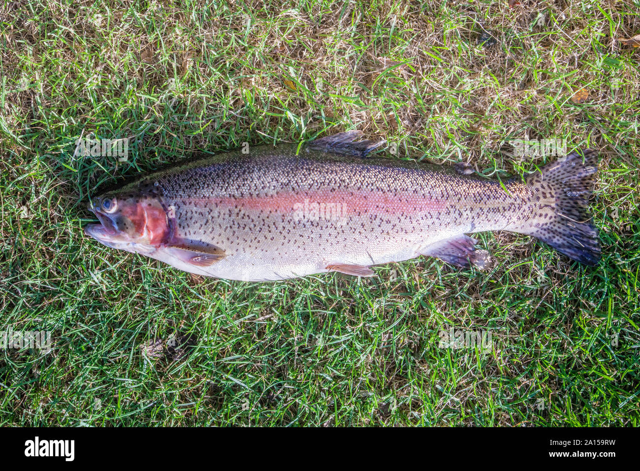 Freshly caught rainbow trout , Avington Trout Fishery, Winchester ...