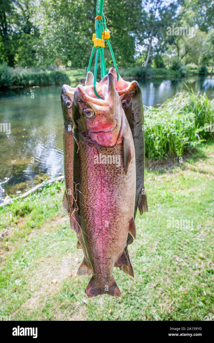 4 lb fish hi-res stock photography and images - Alamy