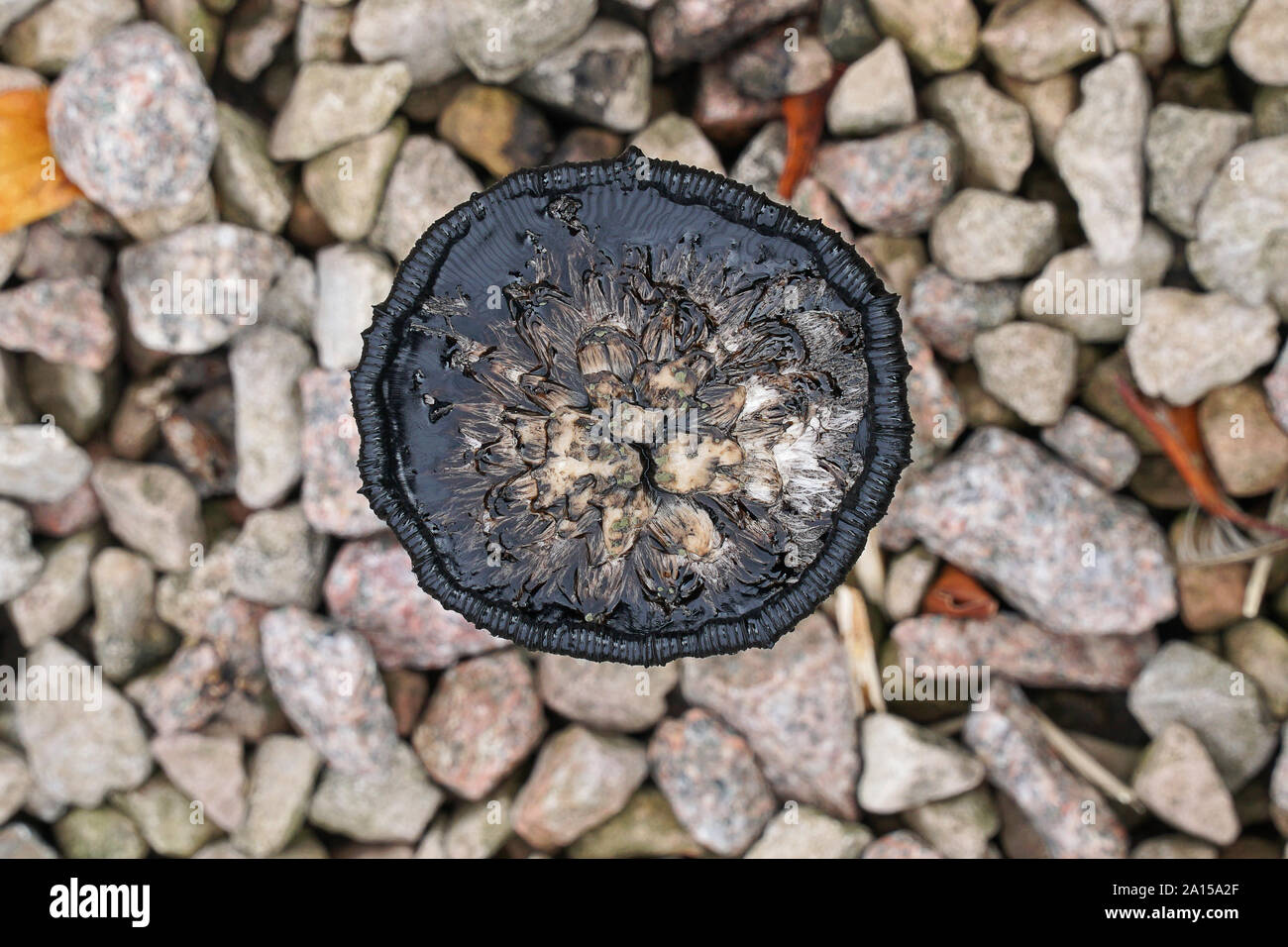Coprinus Cross Section