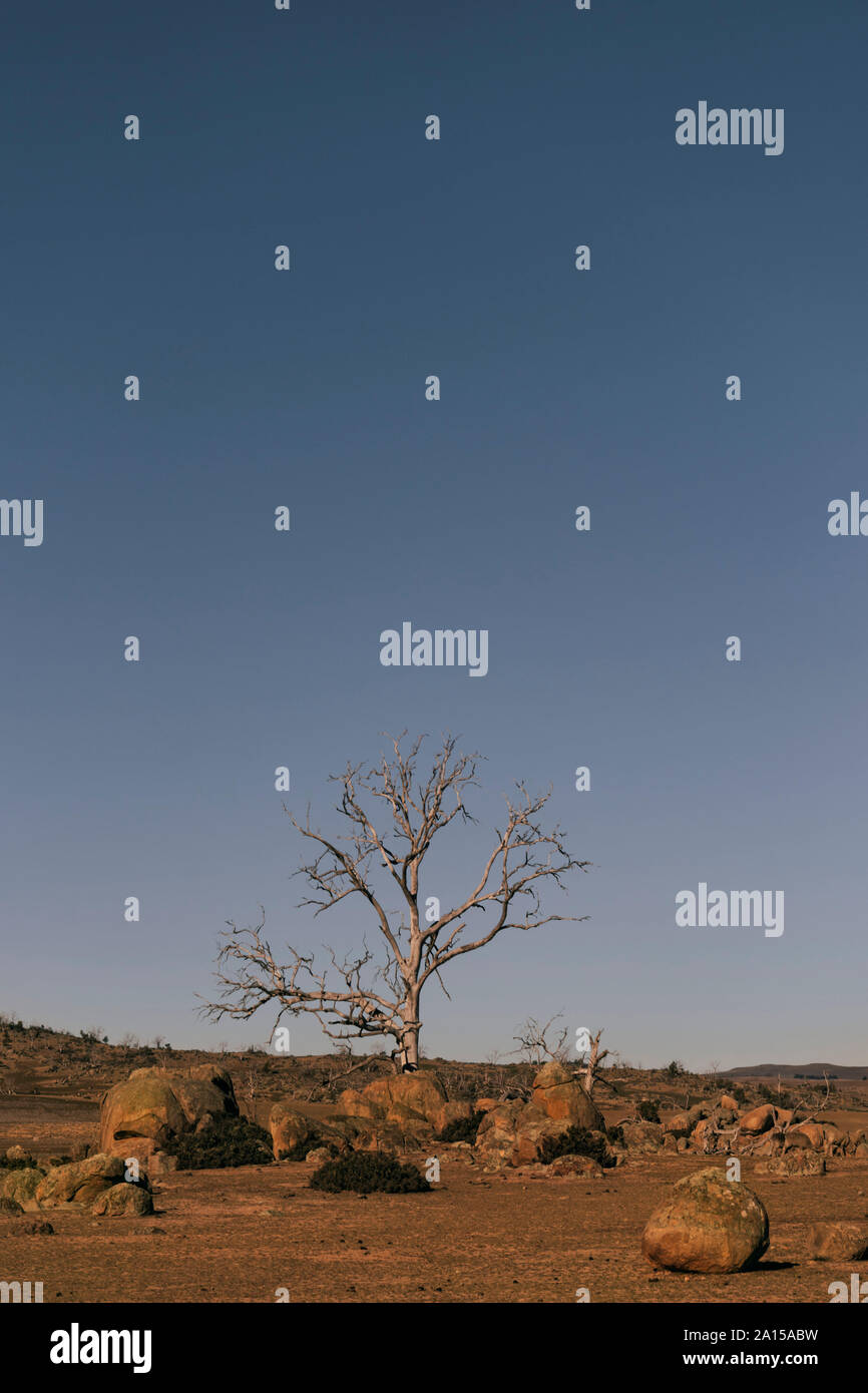 dead trees in the Australian highlands Stock Photo - Alamy