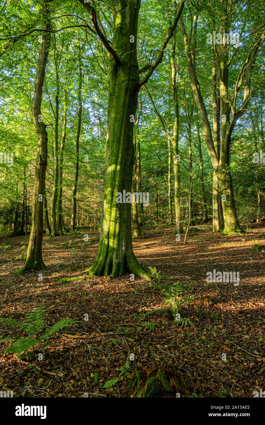 Mature Beech trees in late summer in South Wales Stock Photo - Alamy