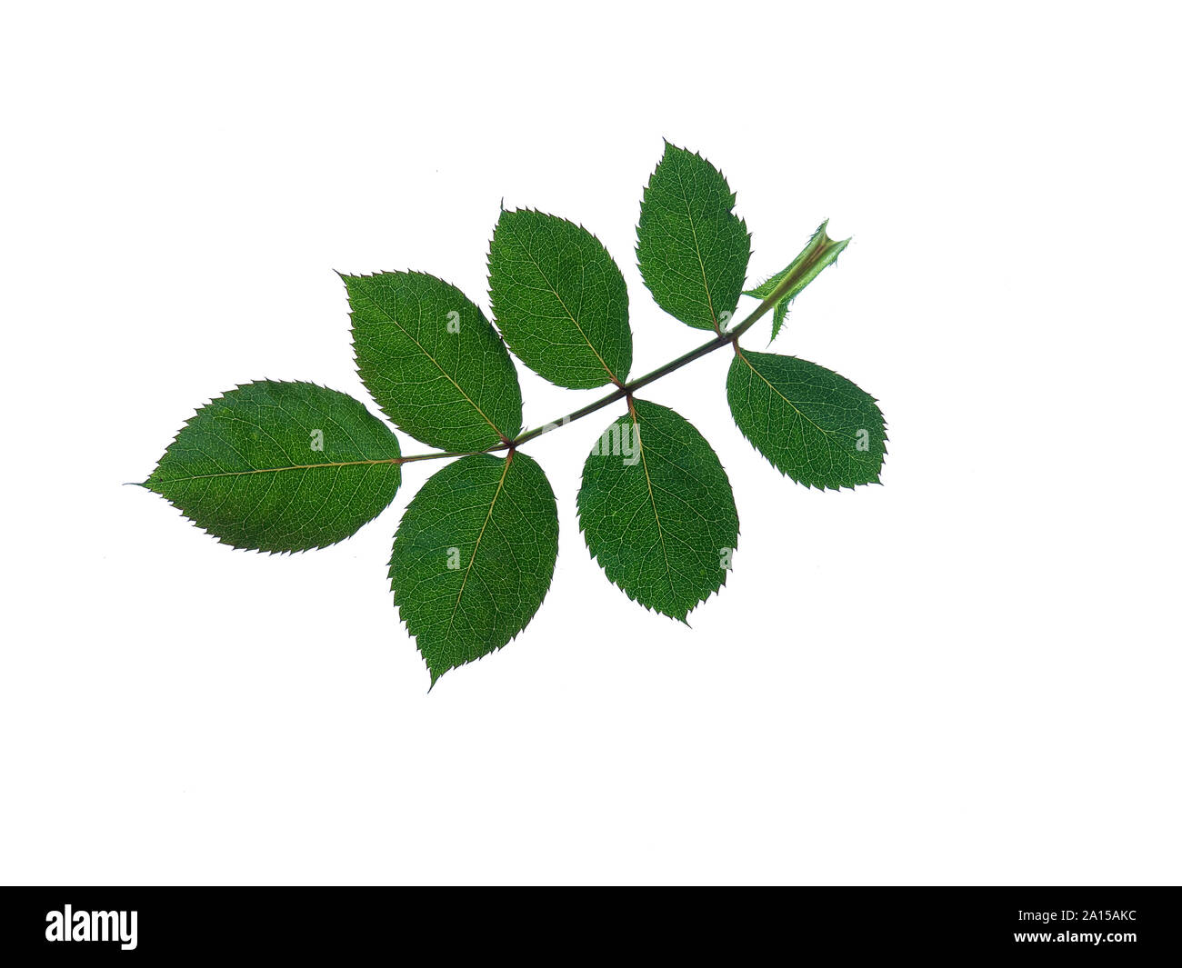 A close up of a single rose leaf against a pure white background Stock ...