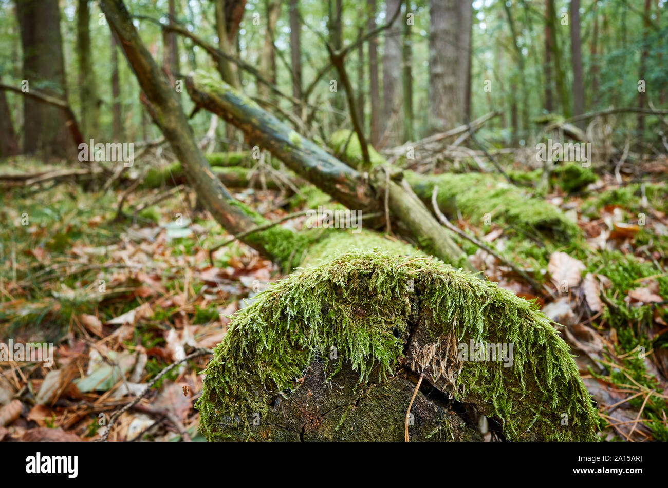 An old fallen log covered with moss in a dark dense forest, selective ...