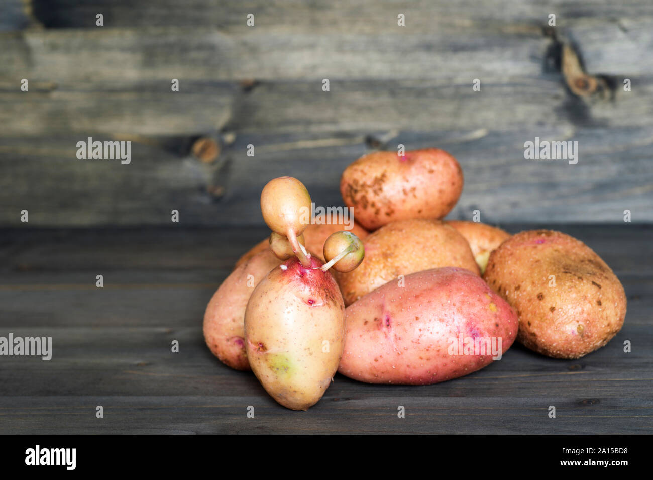 One potato with germinated germs on a pile of standard configuration ...
