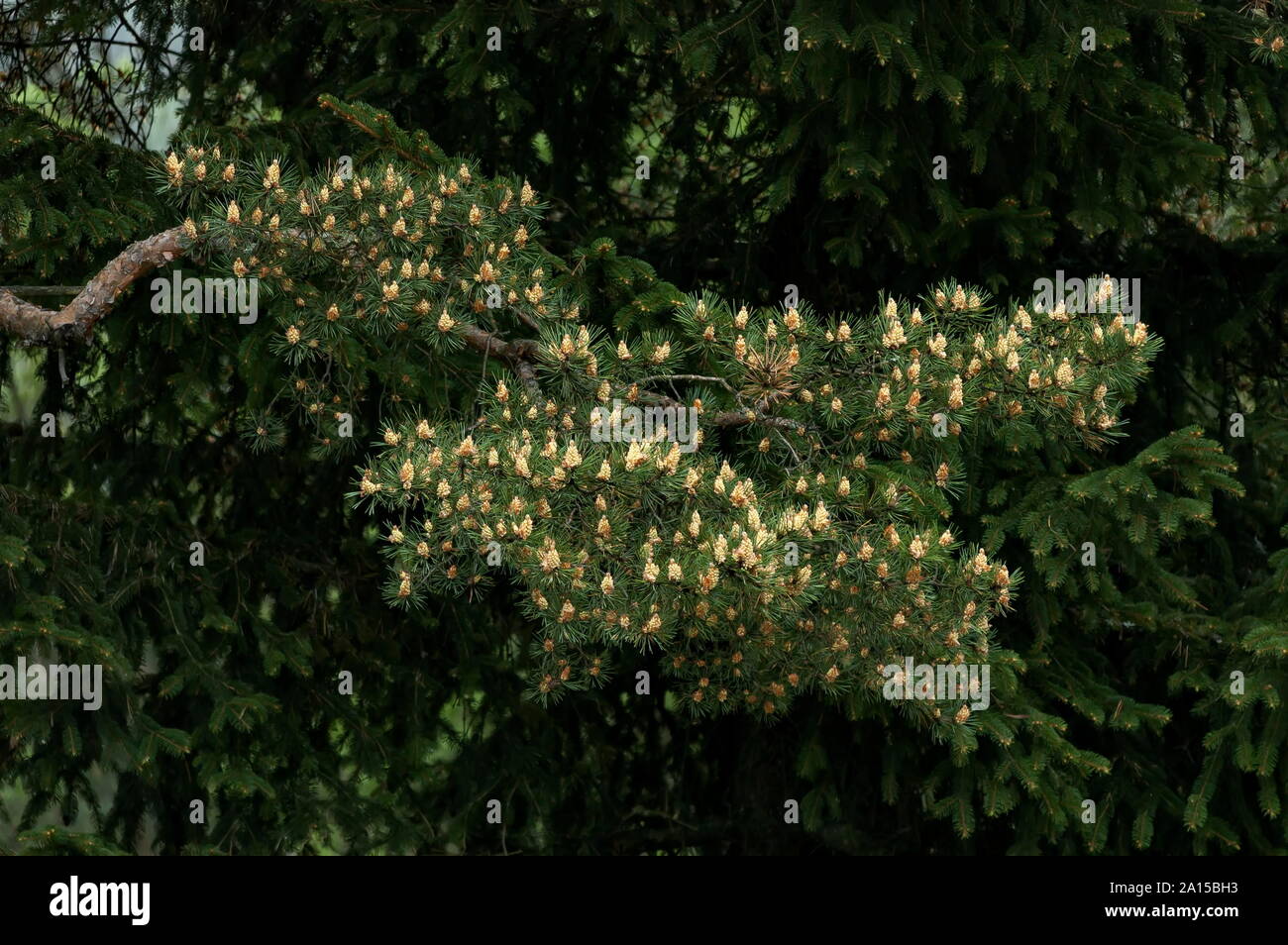 Vernal plants and flowers in Plana mountain, Bulgaria Stock Photo - Alamy