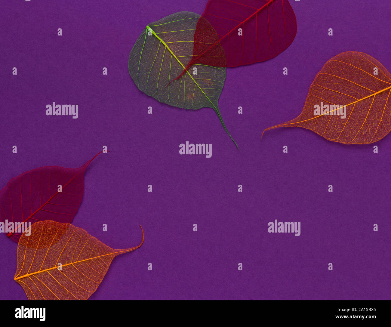 Skeletal leaf texture hi-res stock photography and images - Alamy