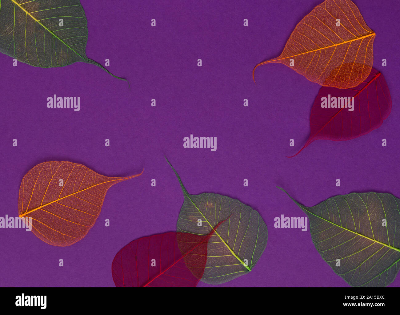 Colorful skeleton leaves at purple backgound. Autumn fall template ...