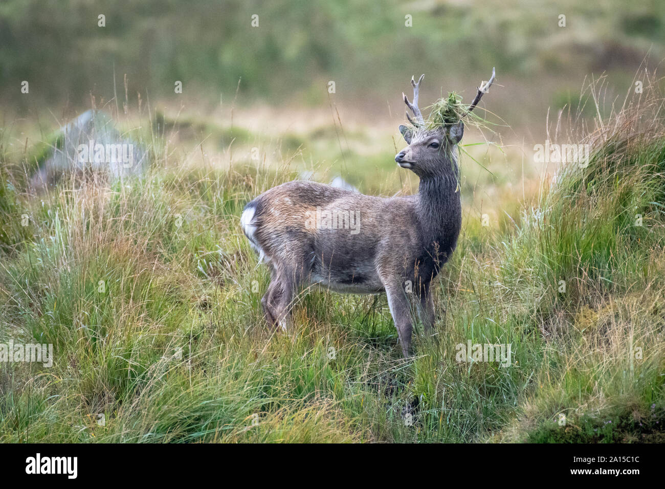 Young Sika stag displaying early signs of rutting having torn up ...