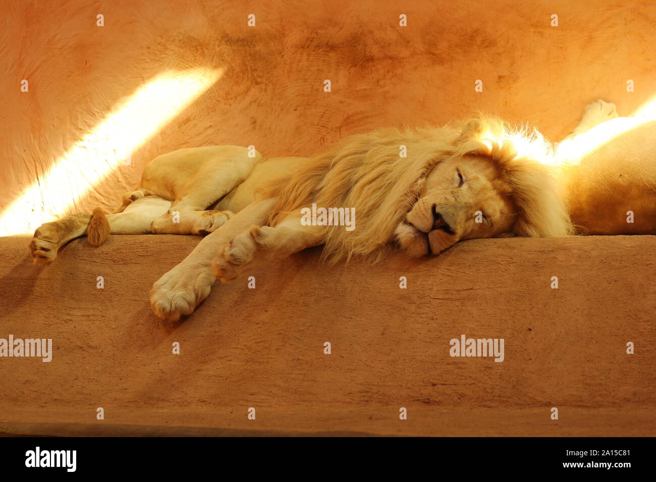 Sleeping sunlit lion, zoo Stock Photo - Alamy