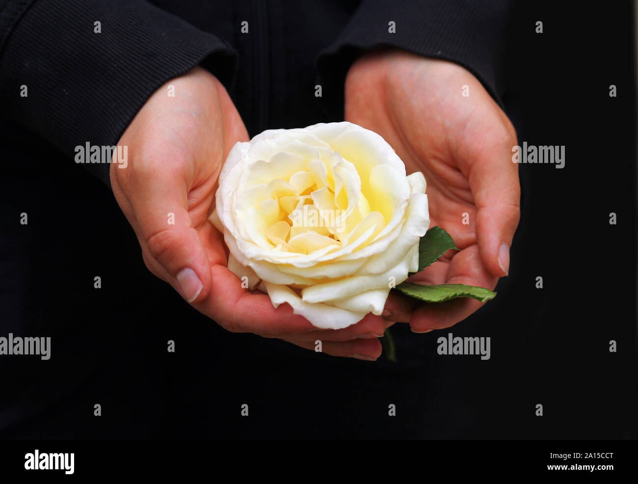 Hands holding rose hi-res stock photography and images - Alamy