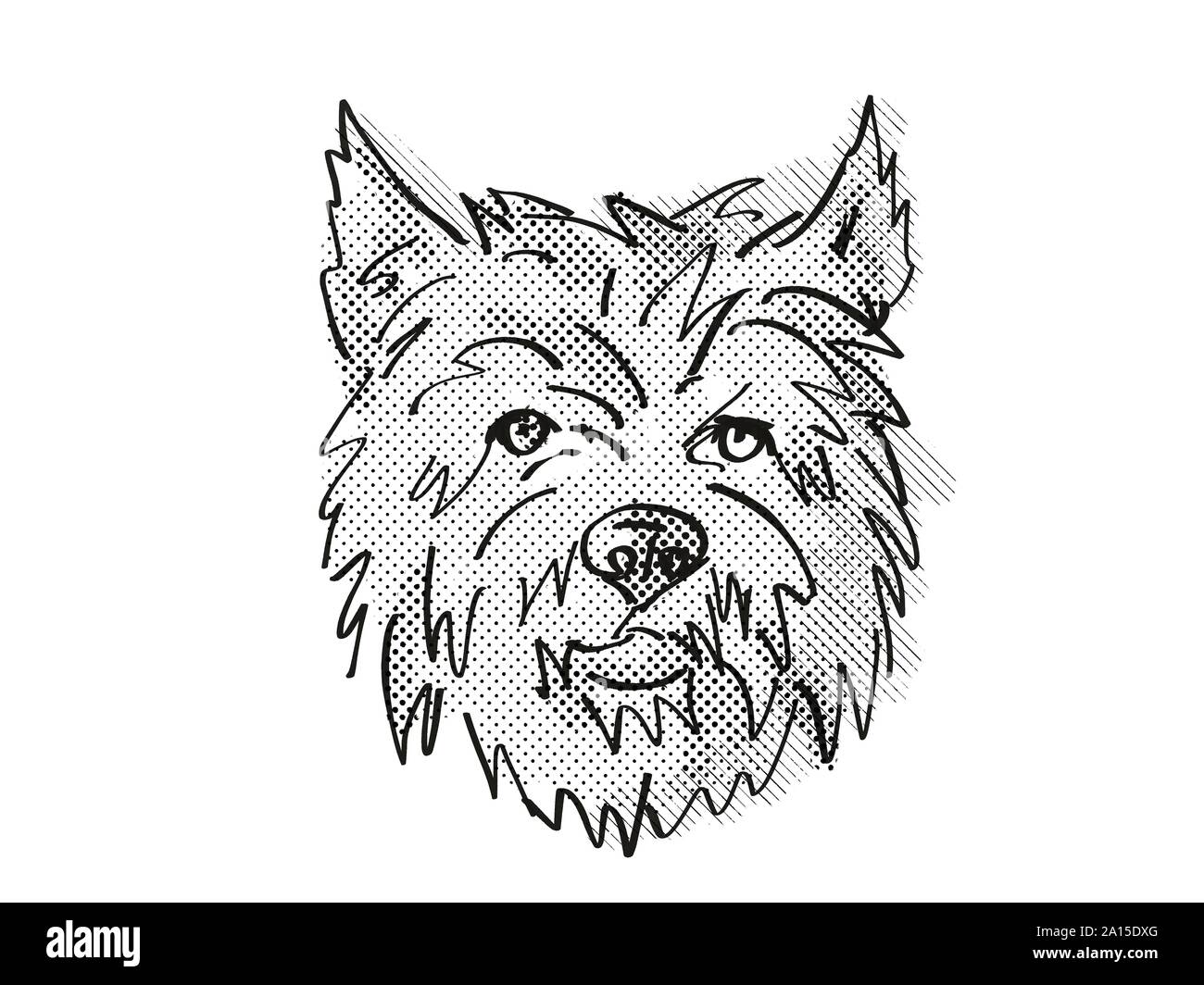Retro cartoon style drawing of head of a Cairn Terrier , a domestic dog ...