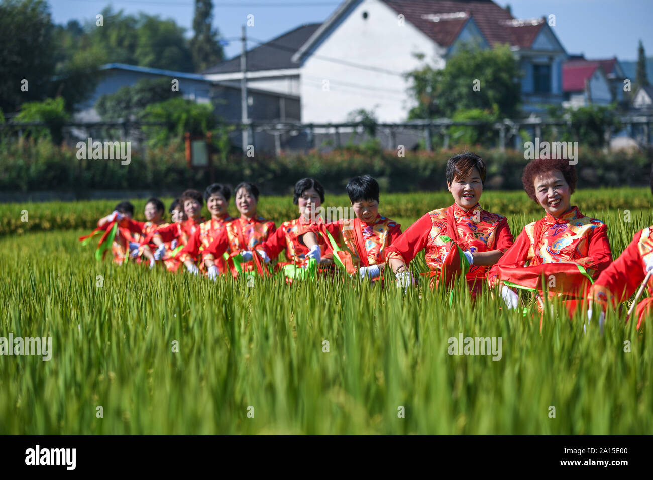 Ecological paddy rice fields hi-res stock photography and images - Alamy