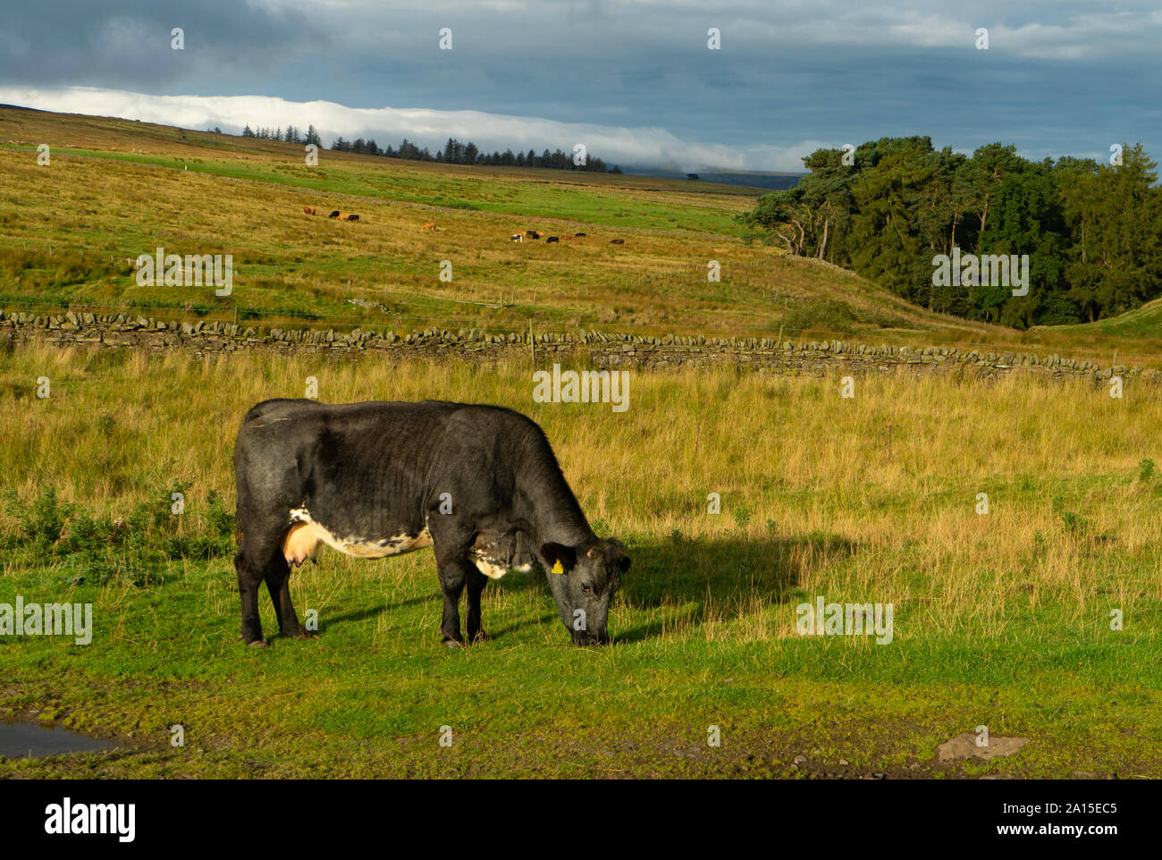 Upland farm hi-res stock photography and images - Alamy