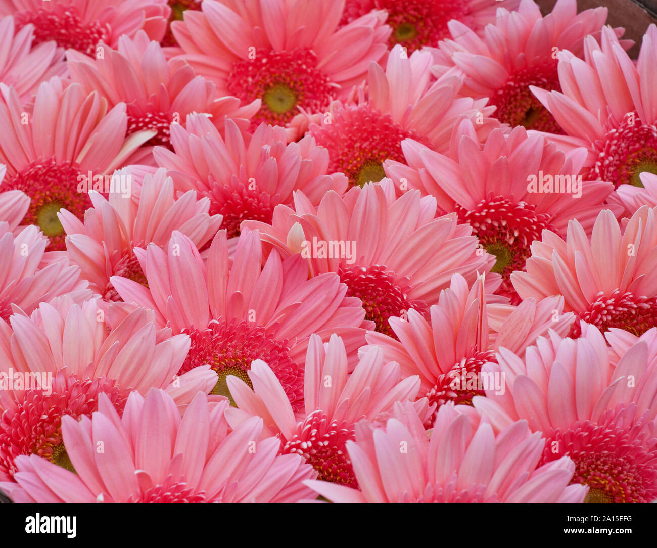 Gerbera Daisy plant with pink flowers in bloom. Flower rainbow ...