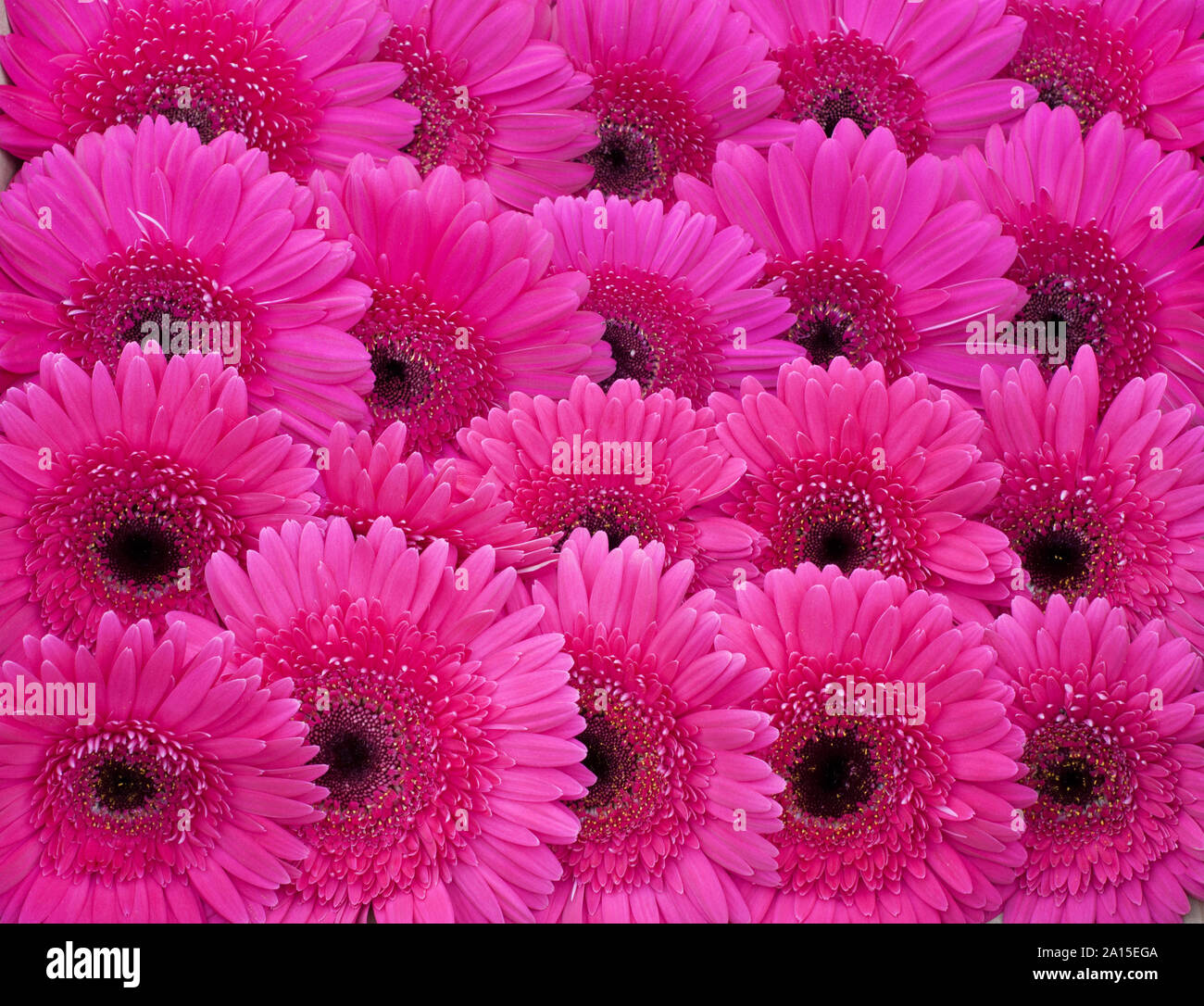 Gerbera Daisy plant with pink flowers in bloom. Flower rainbow ...
