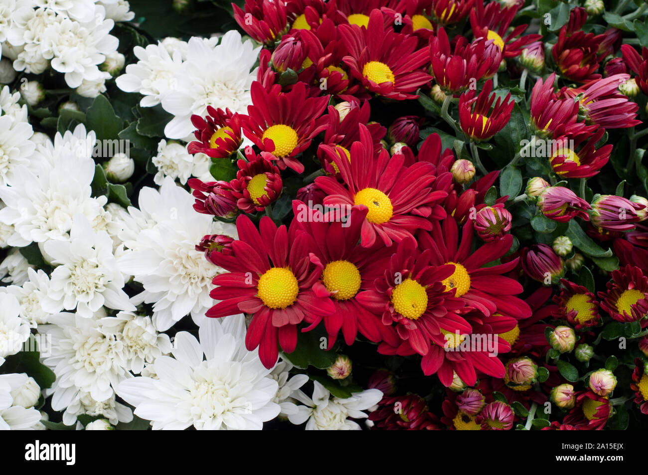 Red Chrysanthemum Flower