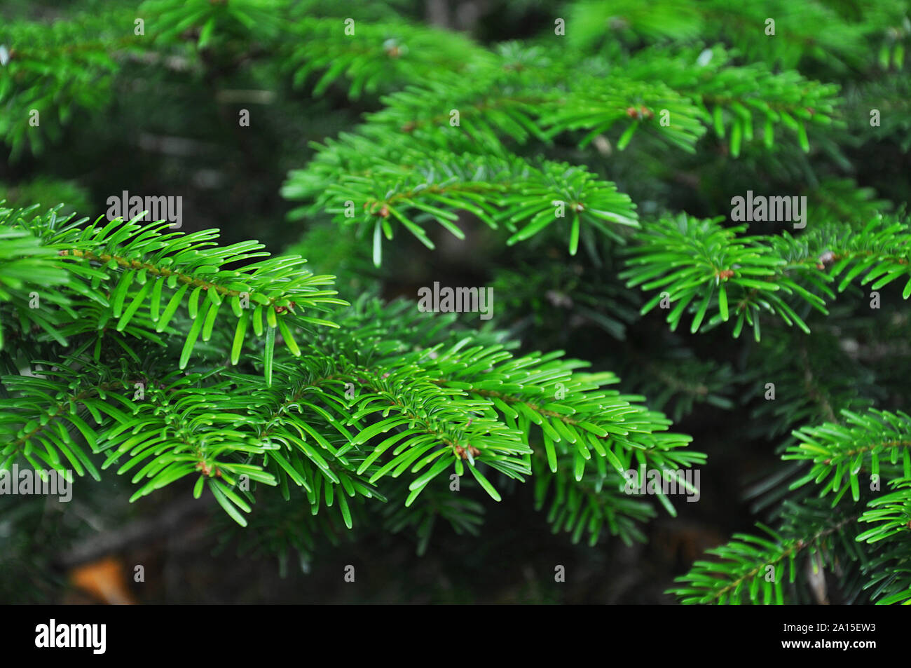 Closeup fir tree leaves hi-res stock photography and images - Alamy
