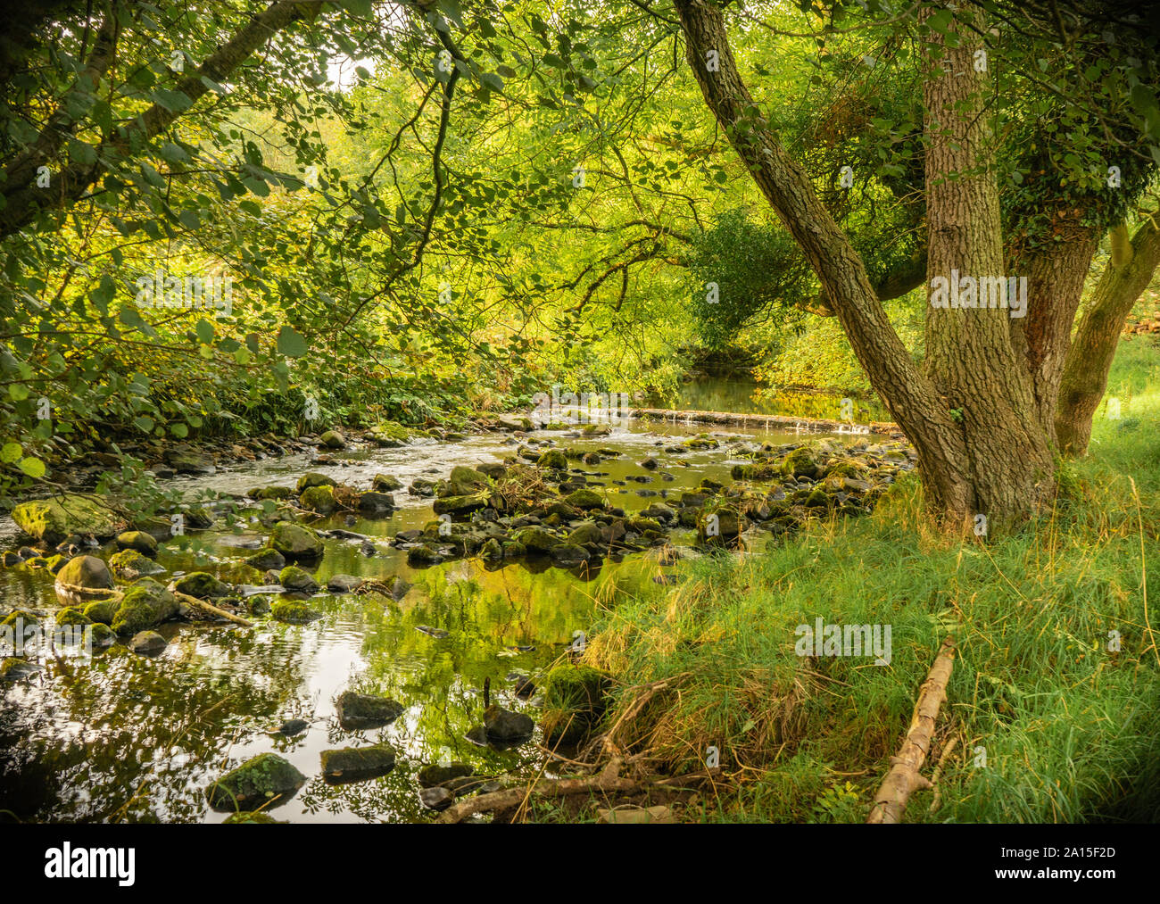 Tree by a countryside stream Stock Photo - Alamy