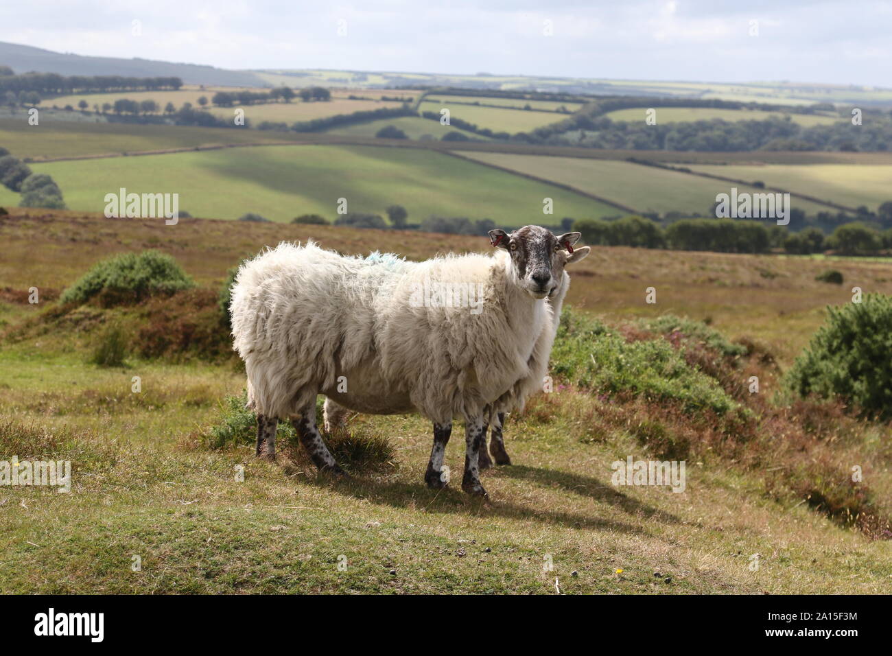 Exmoor sheep hi-res stock photography and images - Alamy