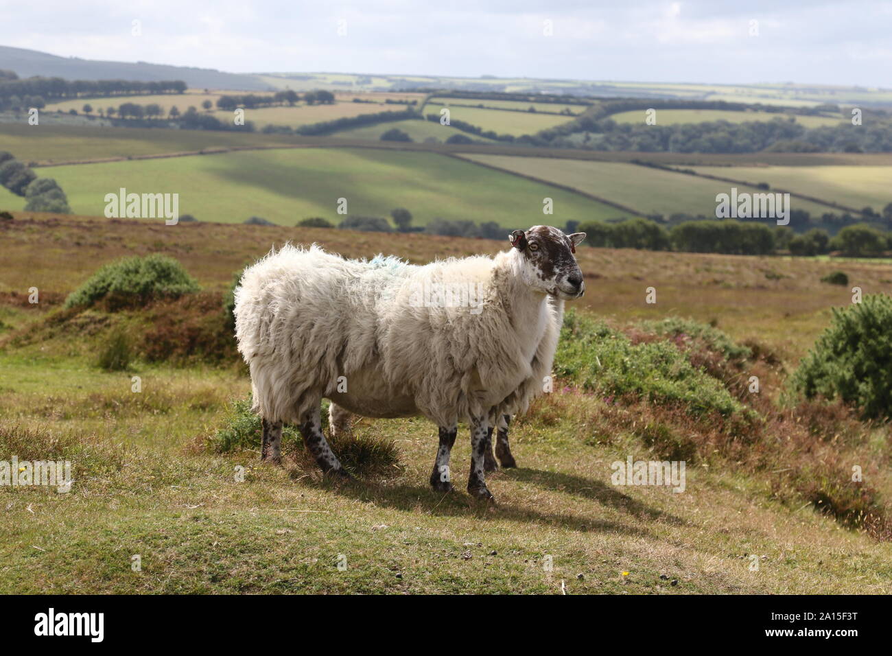 Exmoor sheep hi-res stock photography and images - Alamy