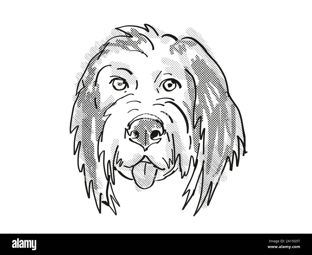 Bernedoodle puppy hi-res stock photography and images - Alamy