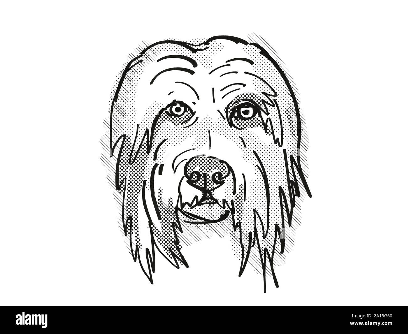 Retro cartoon style drawing of head of a Bearded Collie , a domestic ...
