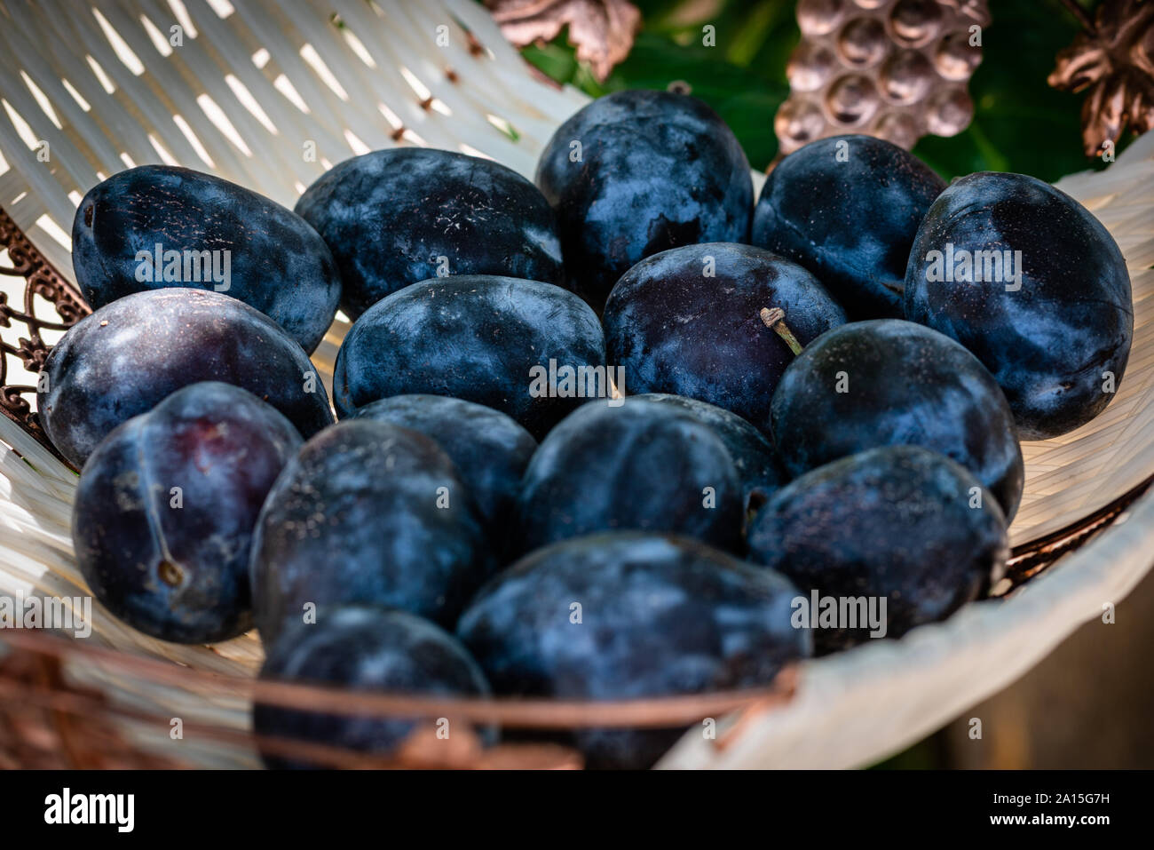 Basket full of oval shaped black plums also known as Fresh Prunes Stock ...