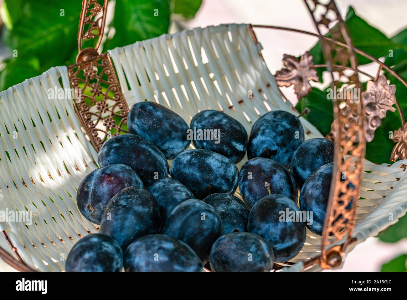 Basket full of oval shaped black plums also known as Fresh Prunes Stock ...