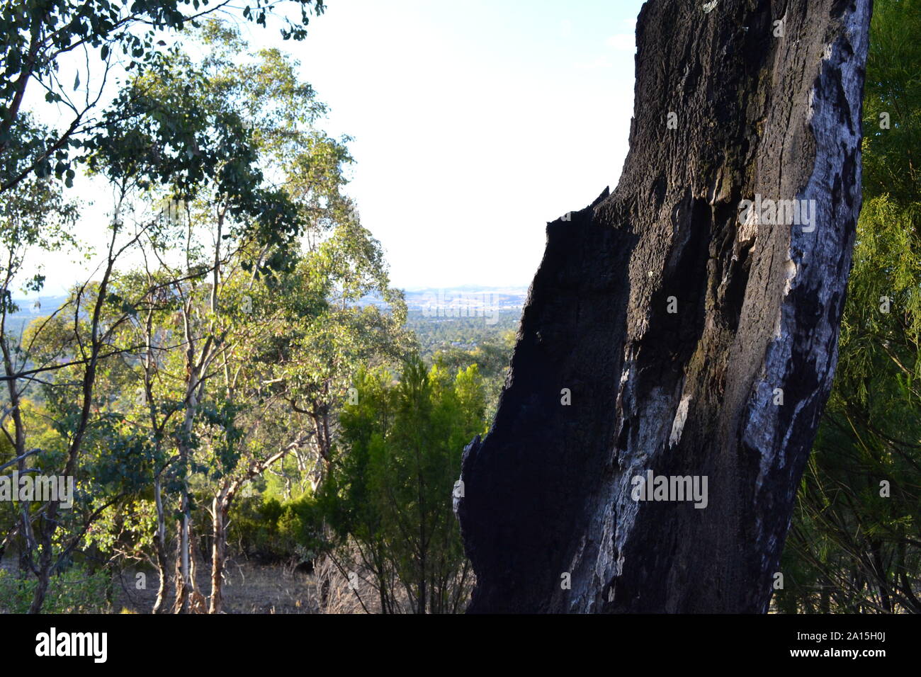 A burned gum tree from a bush fire on Mount Taylor Stock Photo - Alamy