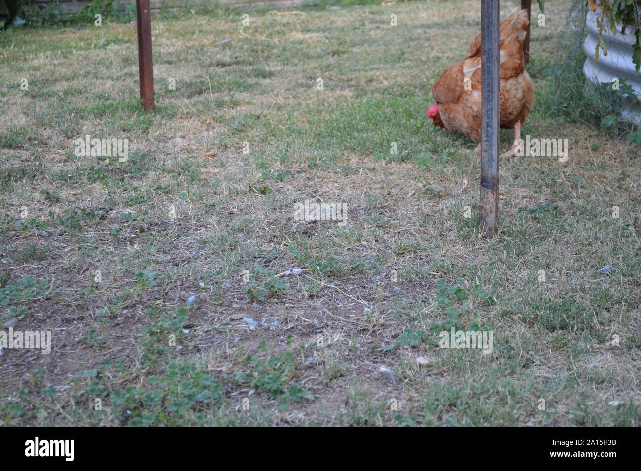 Chicken foraging for food in a backyard Stock Photo - Alamy