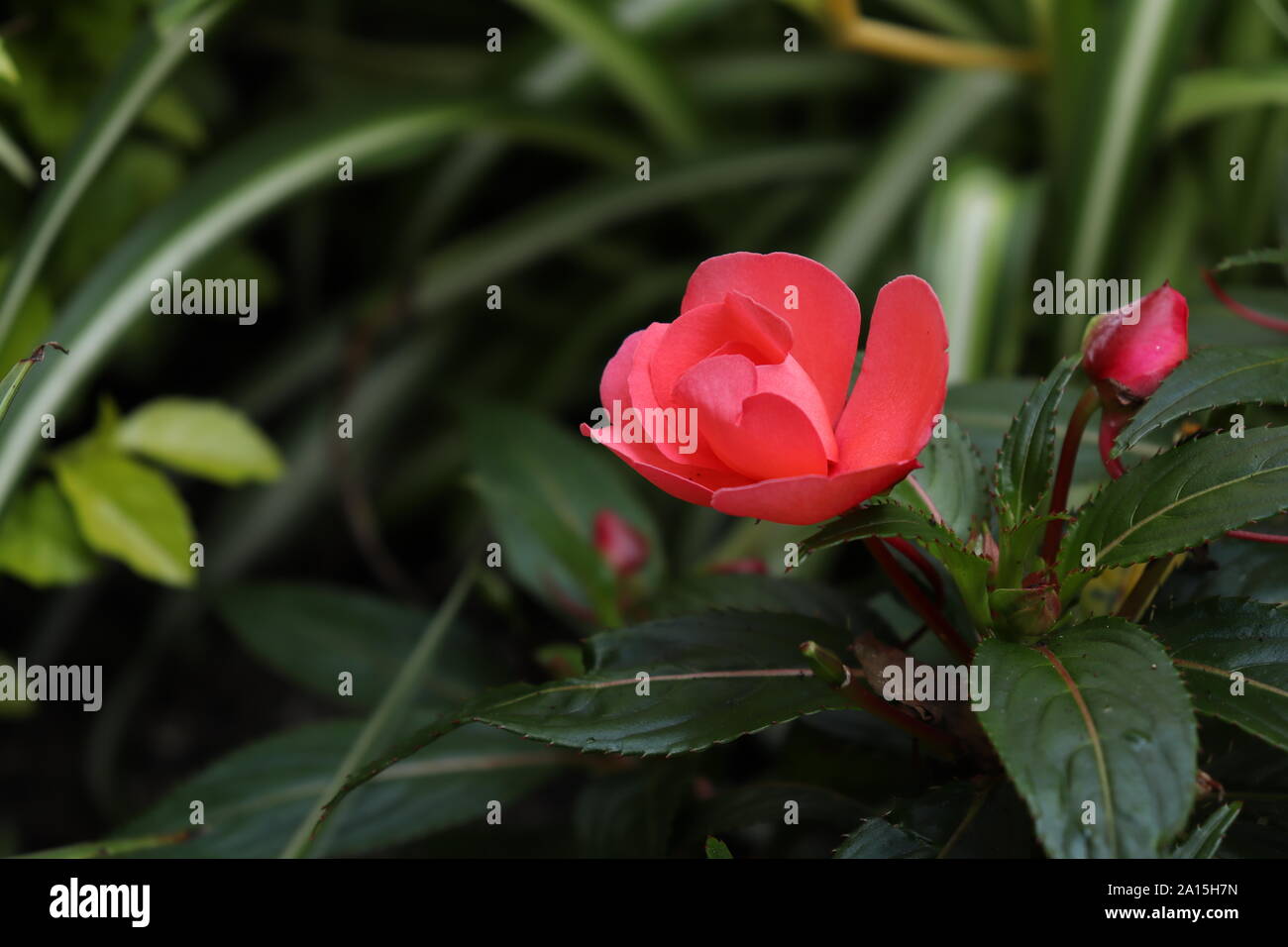 Small shrub rose hi-res stock photography and images - Alamy