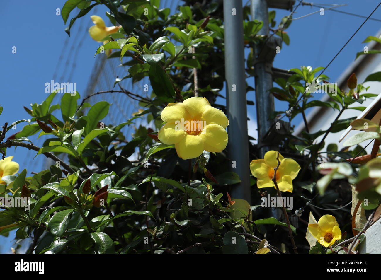 Yellow tube flowers hi-res stock photography and images - Alamy