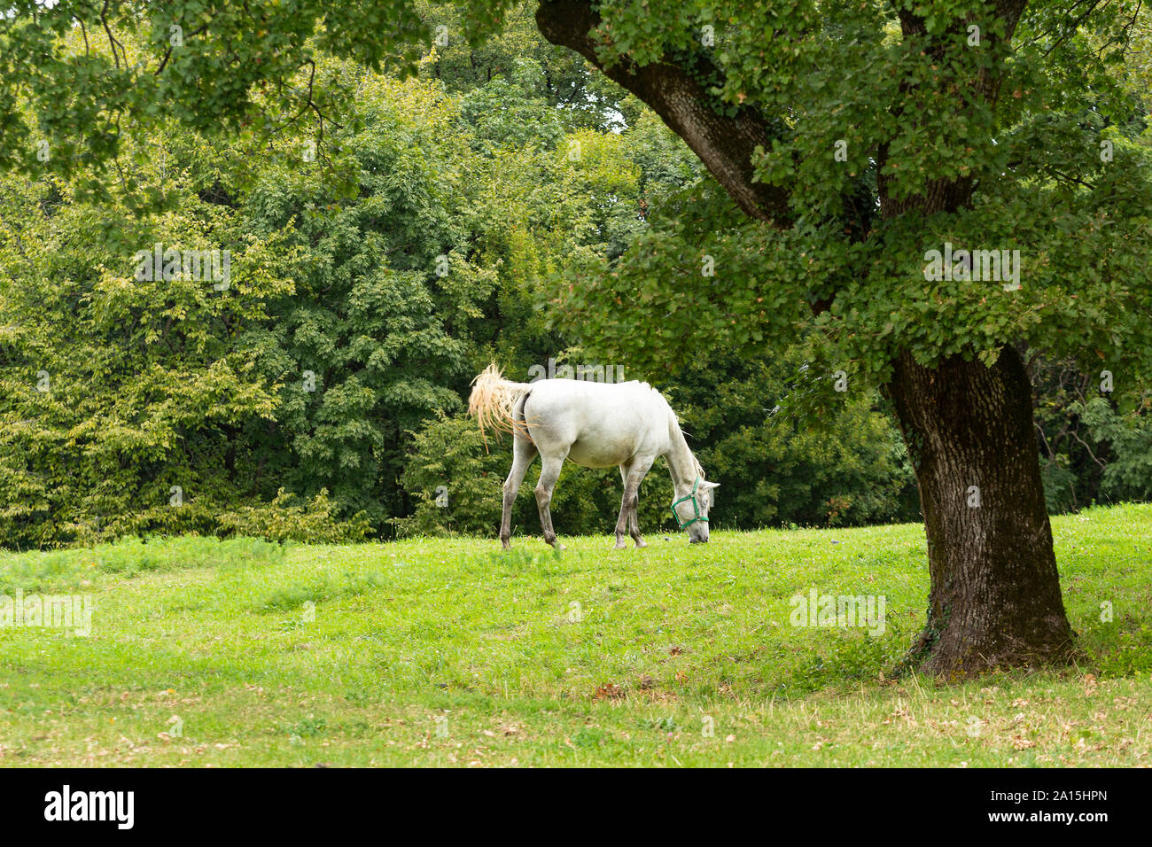 Lipizzan horse hi-res stock photography and images - Alamy