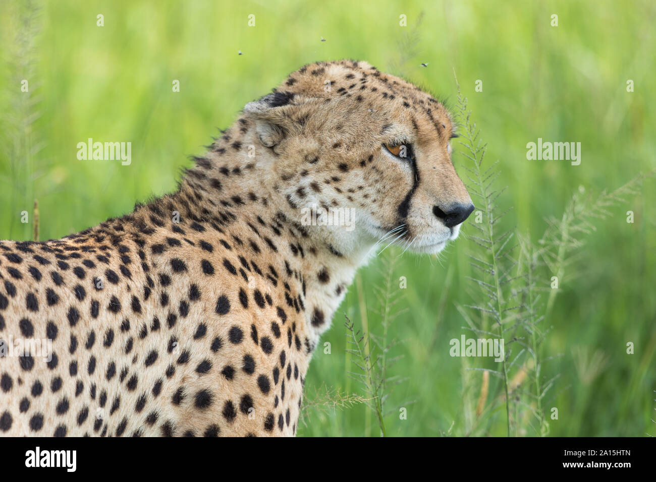 Cheetah side profile hi-res stock photography and images - Alamy