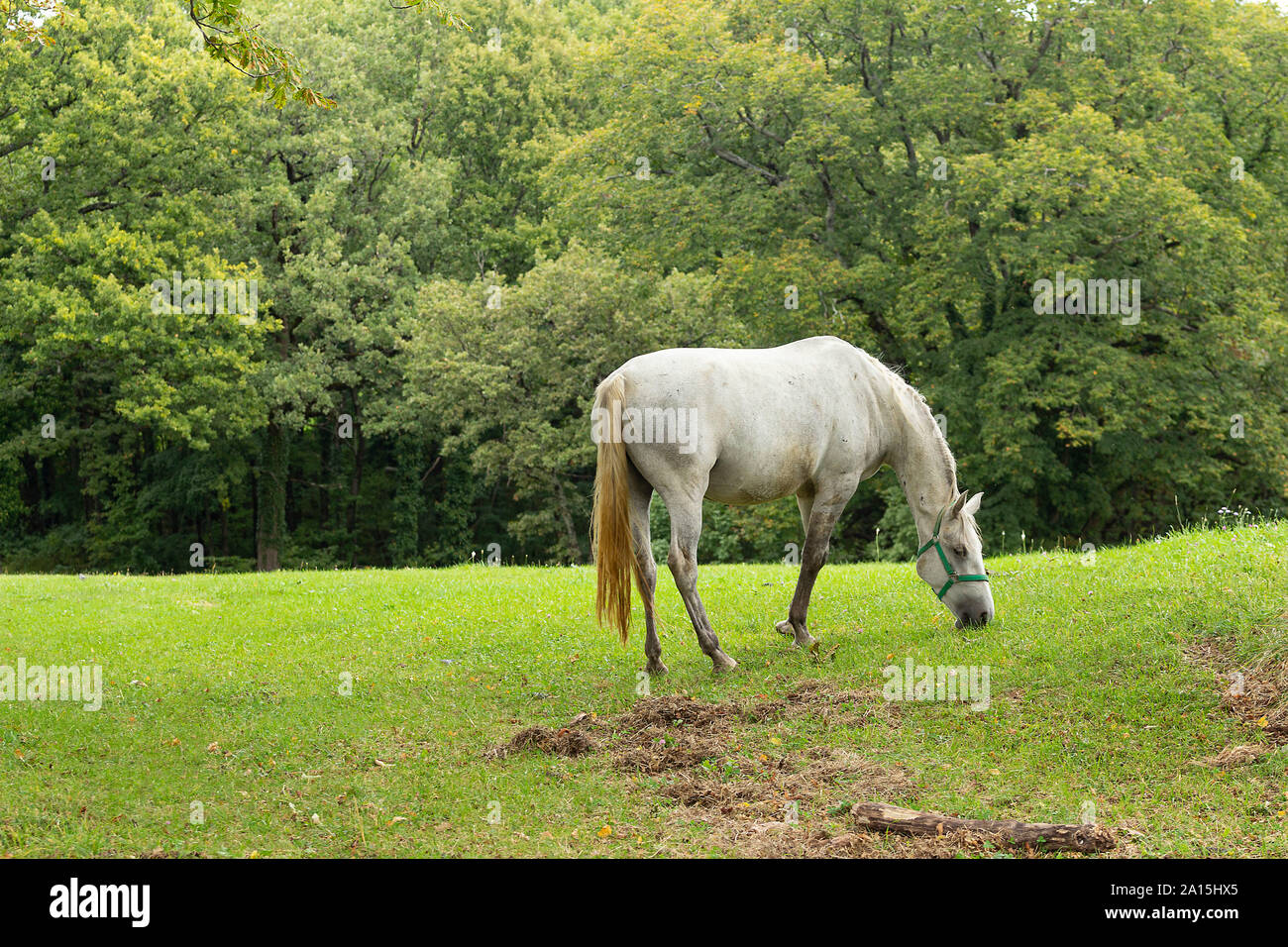 Lipizzan horse hi-res stock photography and images - Alamy