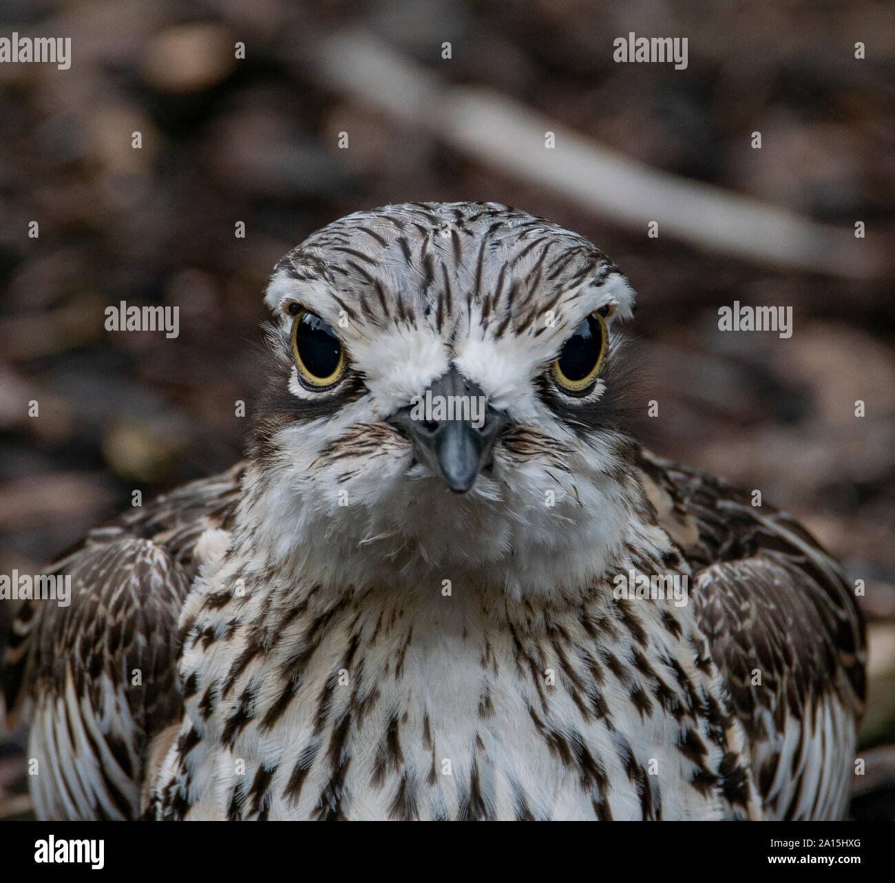 Closeup closeup hi-res stock photography and images - Alamy